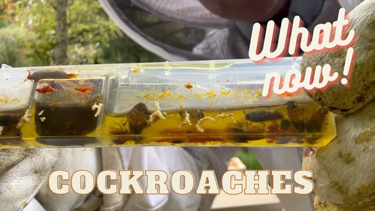 Beekeeping: COCKROACHES IN THE HIVE! - YouTube