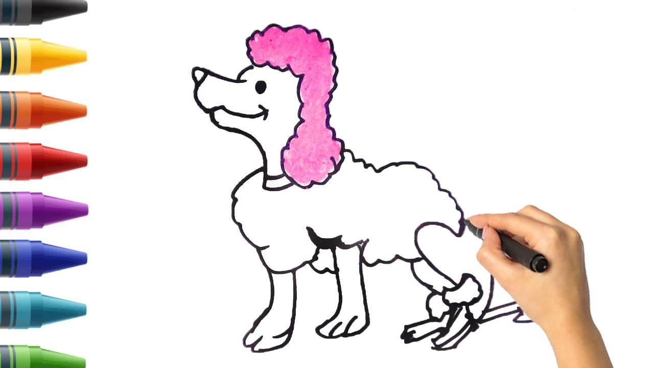 Poodle dog Drawing for Beginners - YouTube