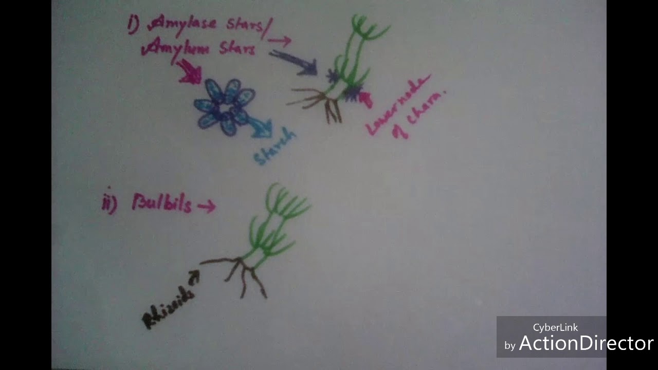 Vegetative Reproduction: Chara sp. - YouTube