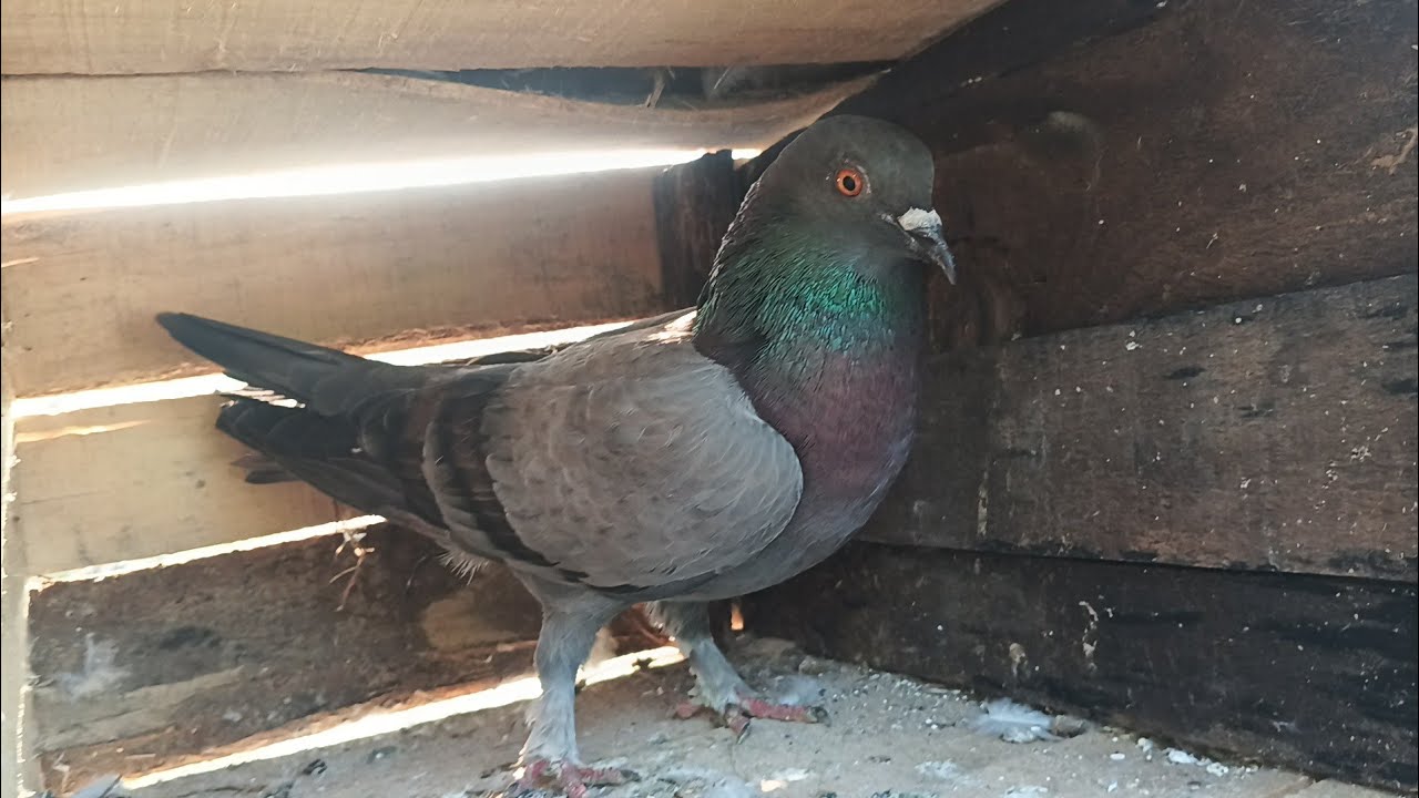 new kabutar 🥰 નવું કબુતર - YouTube