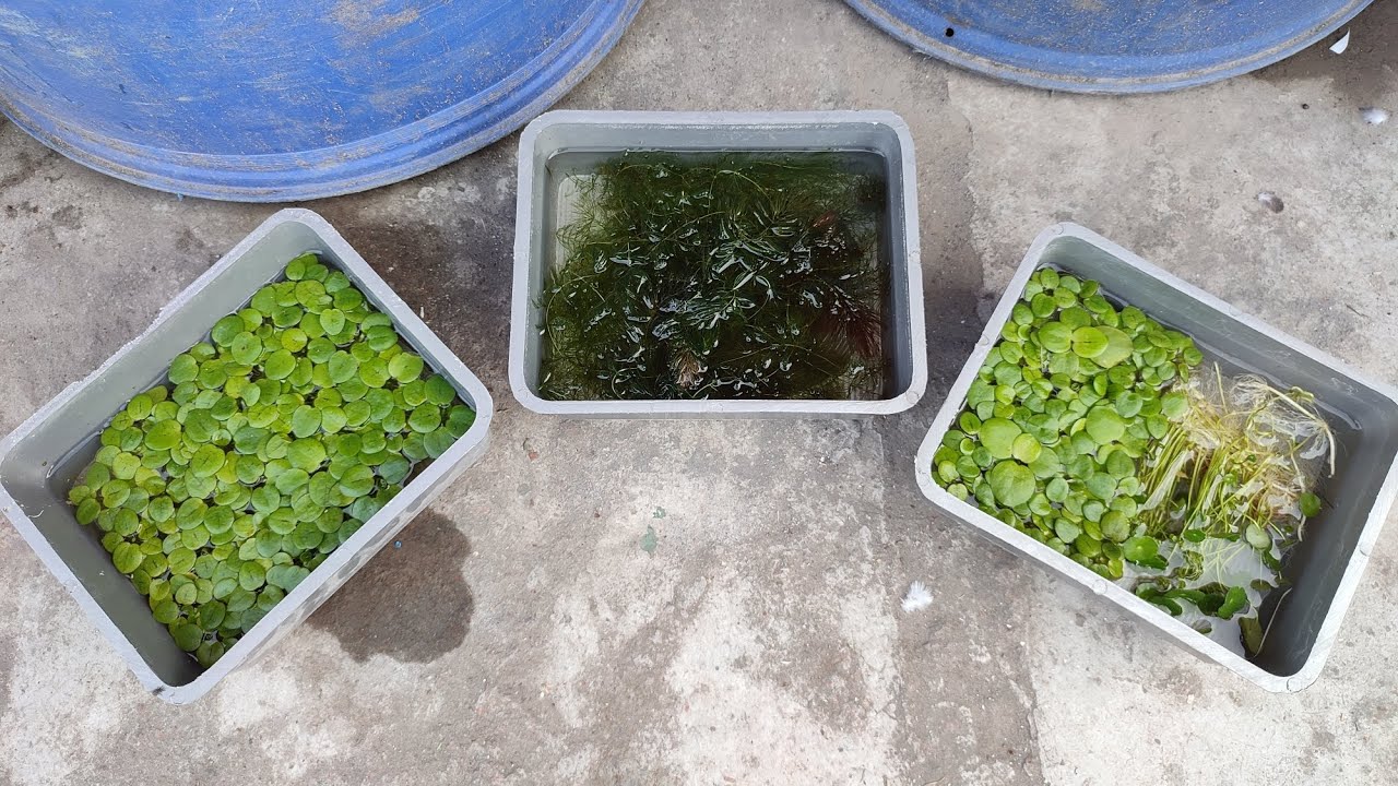 sold some aquatic low tech plants - YouTube