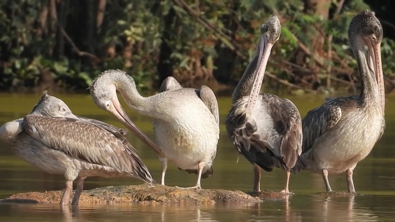 Beautiful nature birds hd video no copyright - YouTube