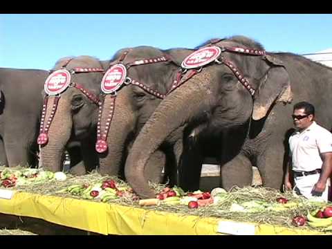Ringling Elephant Thanksgiving - YouTube
