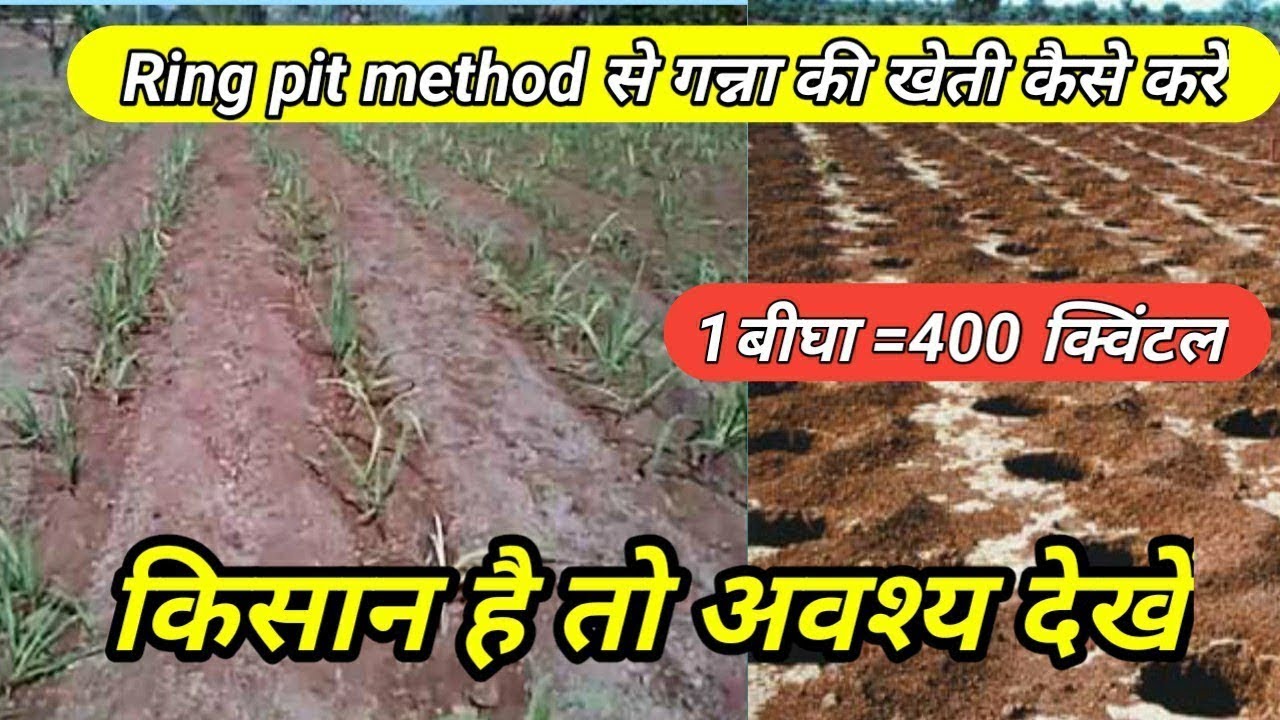 #गन्ने की रिंग पिट विधि / Ring pit method / ring pit vidhi / Gnne ki ...