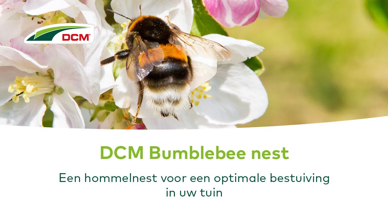 Een hommelnest voor een optimale bestuiving in uw tuin - DCM Bumblebee ...