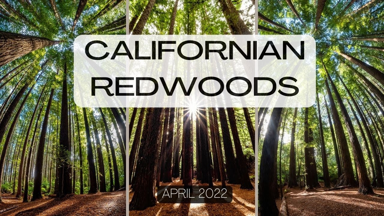 Californian Redwoods - Beech Forest Victoria - YouTube