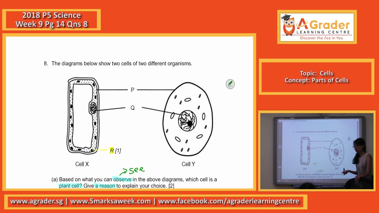 2018 - P5 Science - Week 9 - Pg 14 - Qns 8 - Cells (Parts of Cells ...