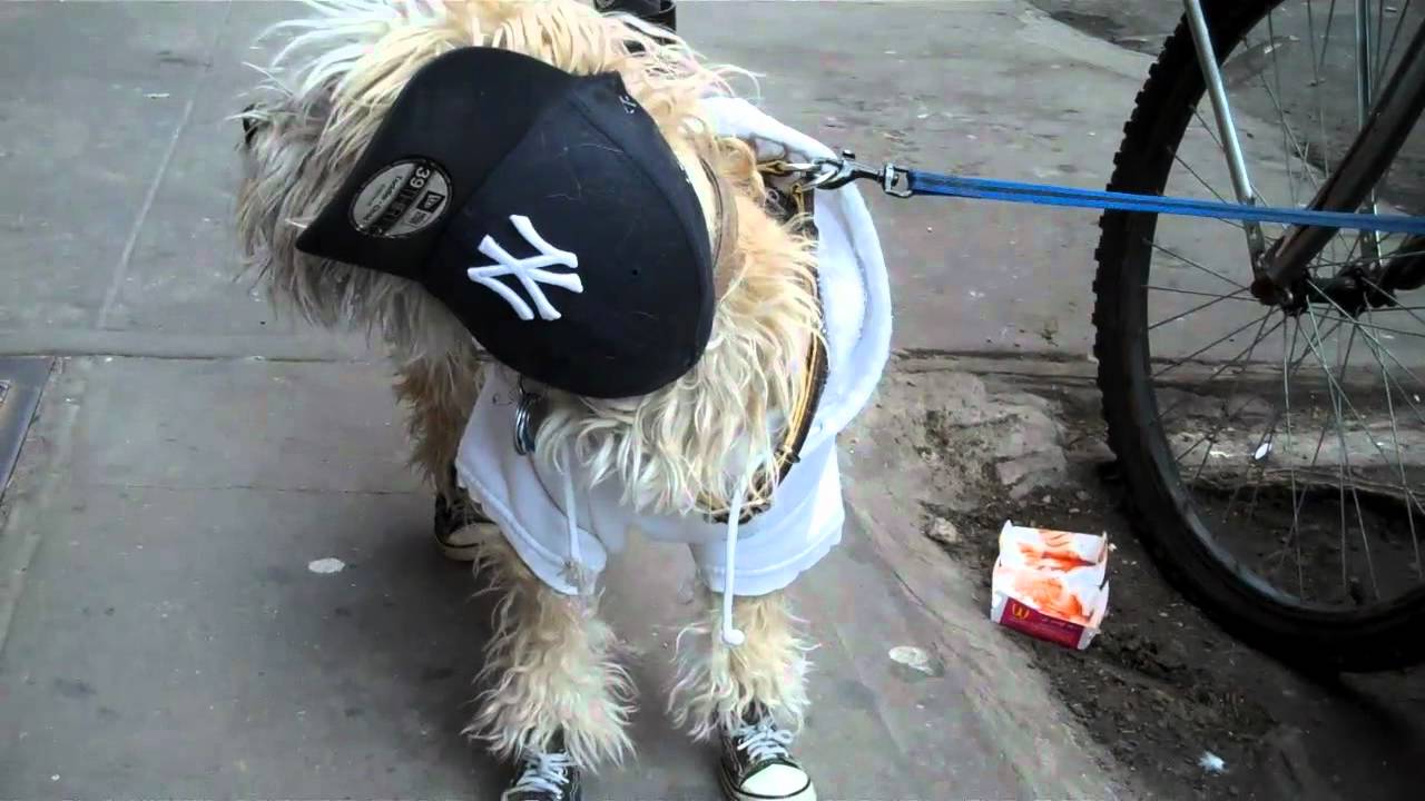 Ghetto Dog YouTube ghetto-dog-youtube