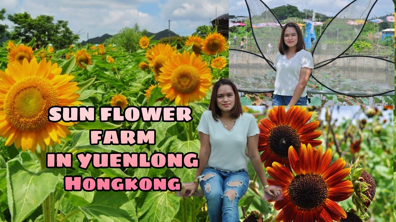 Shun Sum Yuen Farm |SUNFLOWER|HONGKONG|YUENLONG 2021 - YouTube