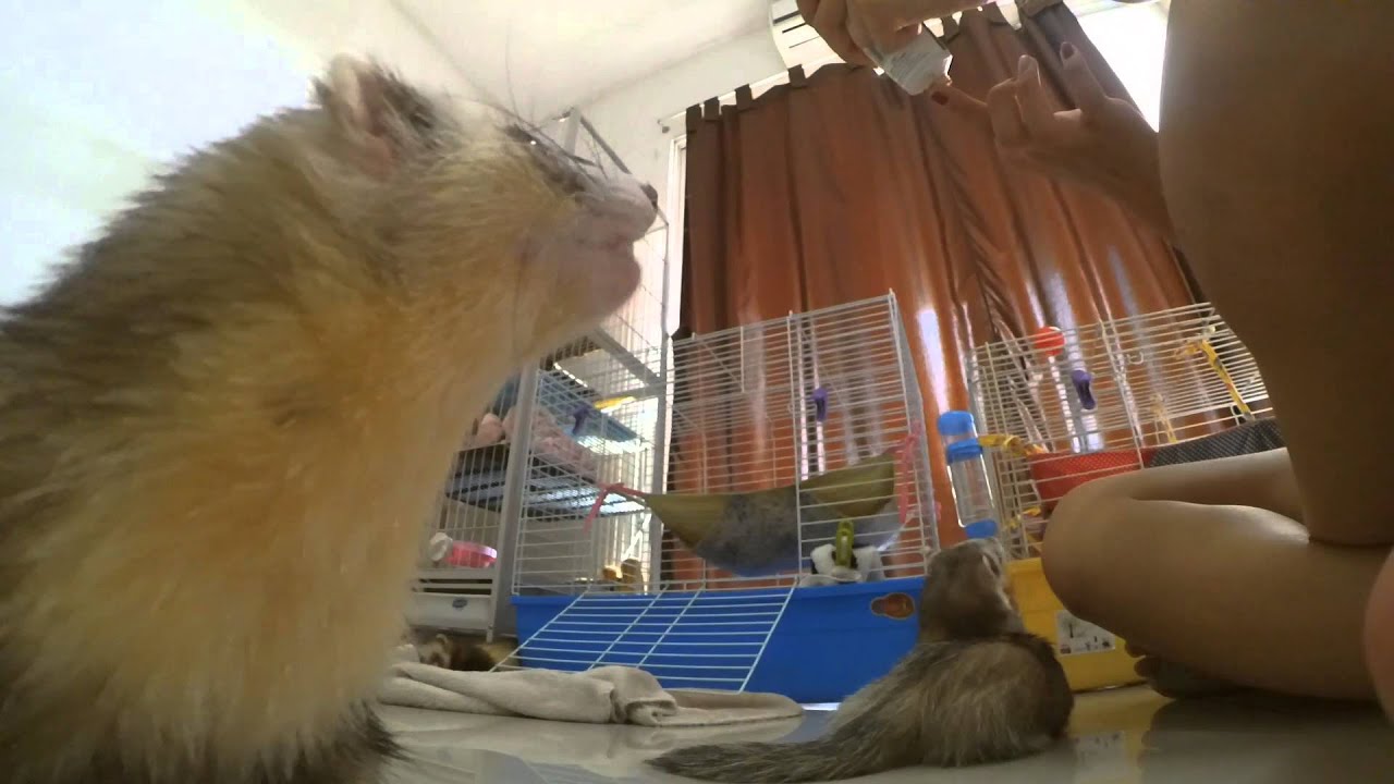 Ferret life by Ferret war dance - YouTube