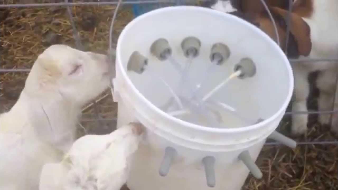 baby goats drinking from milk bucket! - YouTube