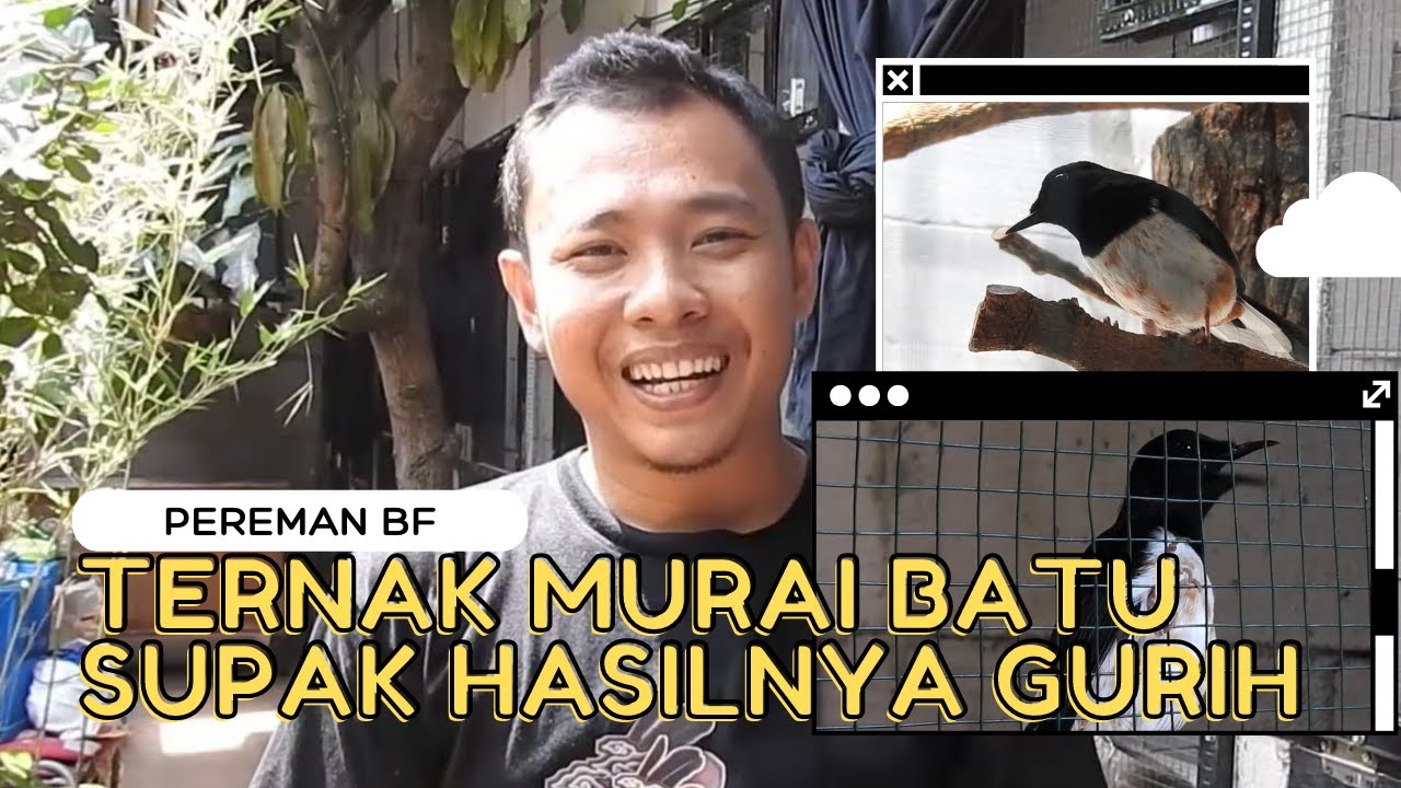 Ternak Murai Batu Supak Hasilnya Gurih || PEREMAN BF - YouTube