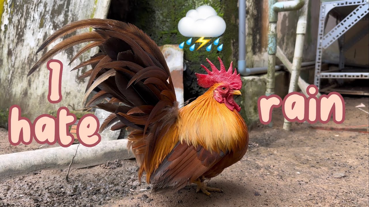 My little chicken farm after the rain - YouTube