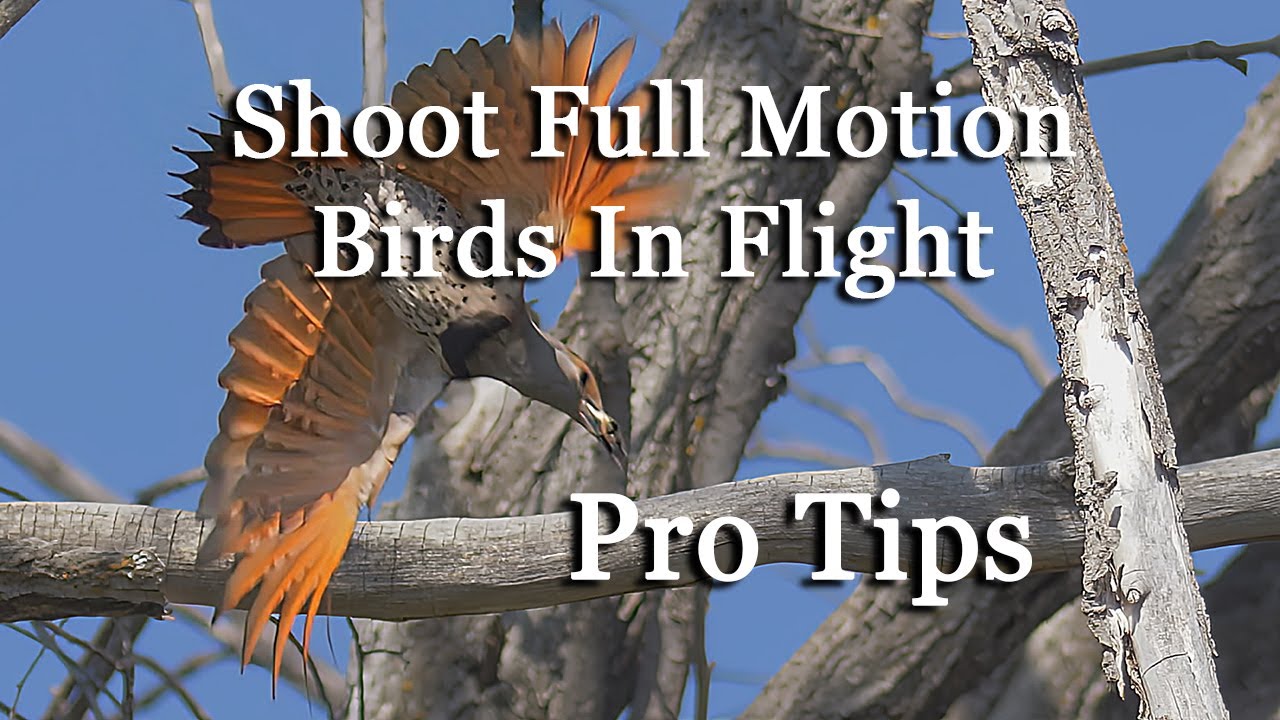 A Guide To Birds In Flight Video. Woodpeckers - YouTube