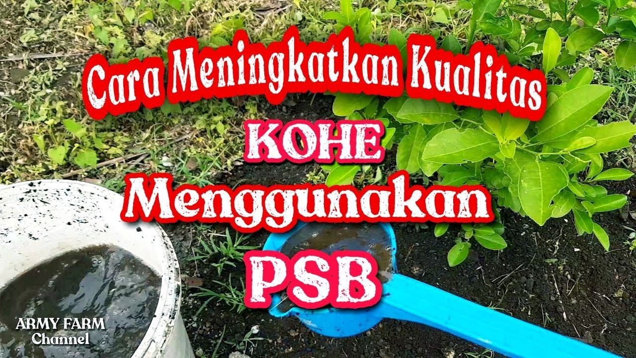 PSB (Photosyntetic Bacteria) Dapat Meningkatkan Kualitas Kohe Sebagai ...