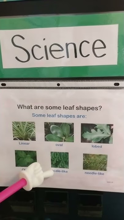 CC Cycle 1 Week 10 Science leaf shapes - YouTube