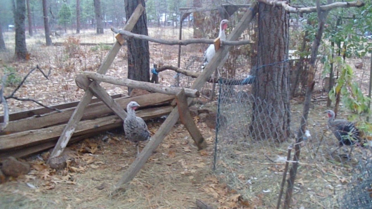 Turkey perch - YouTube