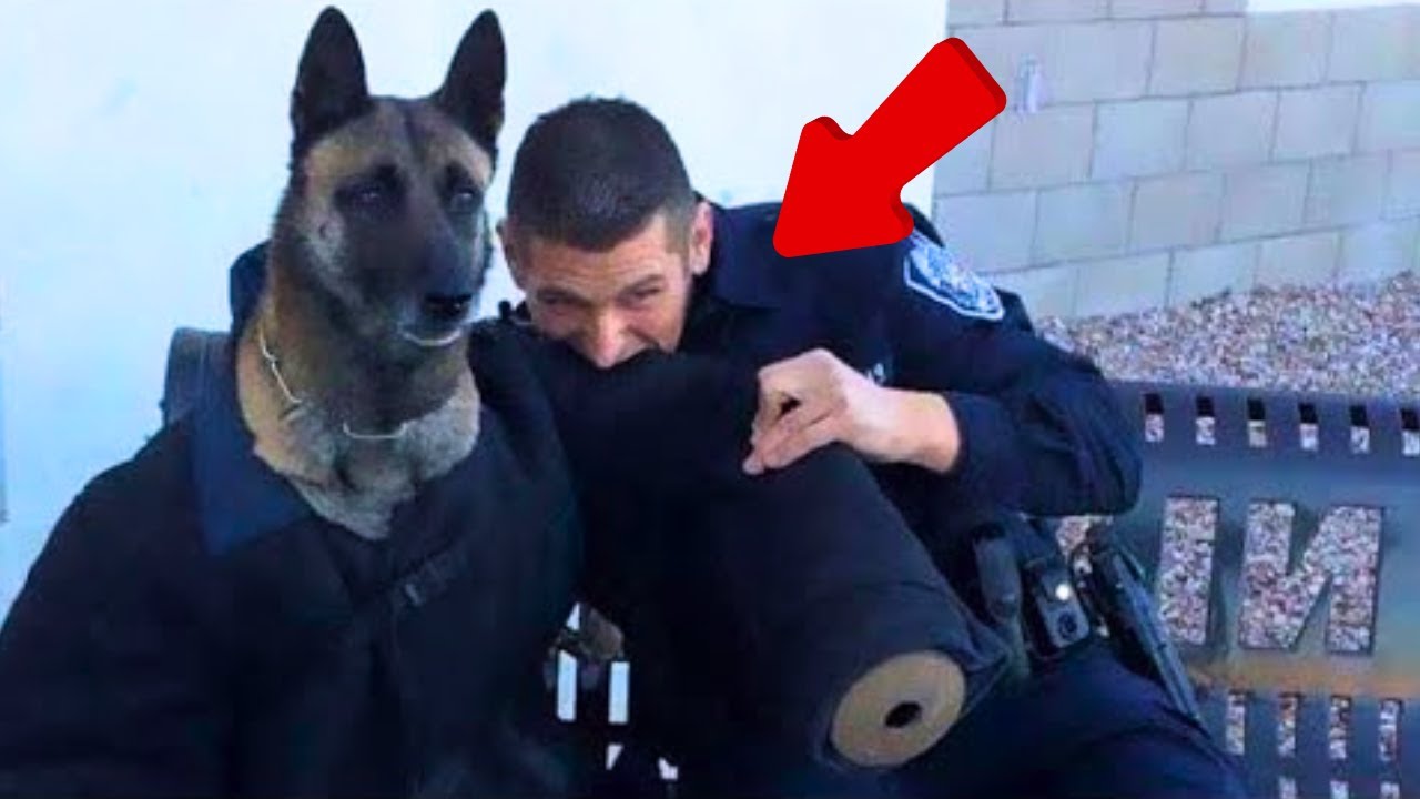 When Police Dogs Totally Forget They’re on Duty 😂 Funny Dogs Videos ...