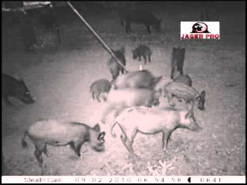 Hog Trapping | (5) 16/16 Feral Hog Capture | JAGER PRO™ - YouTube