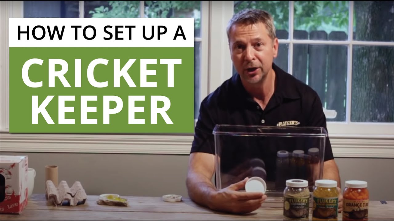 Cricket Keeper | Feeder Crickets | How to Keep Crickets Alive - YouTube