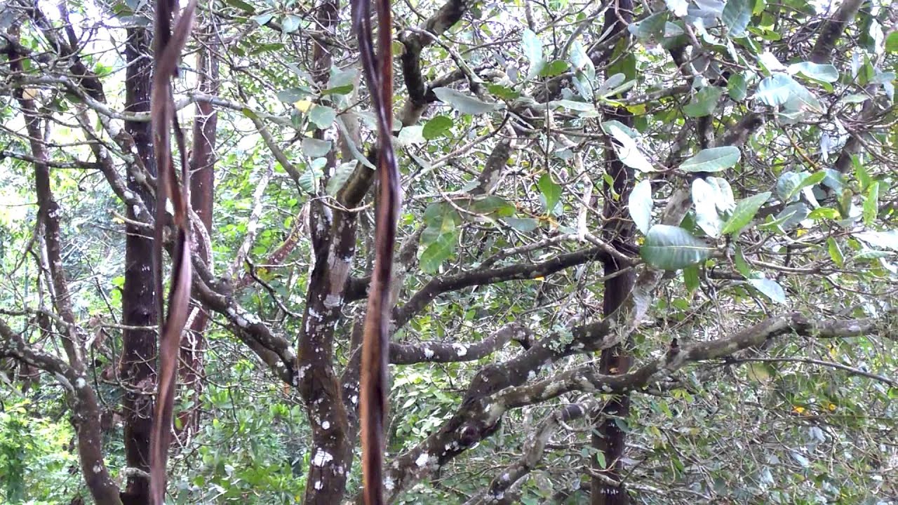 Lumia 830 Dolby surround sound capture sample (Birds singing) - YouTube