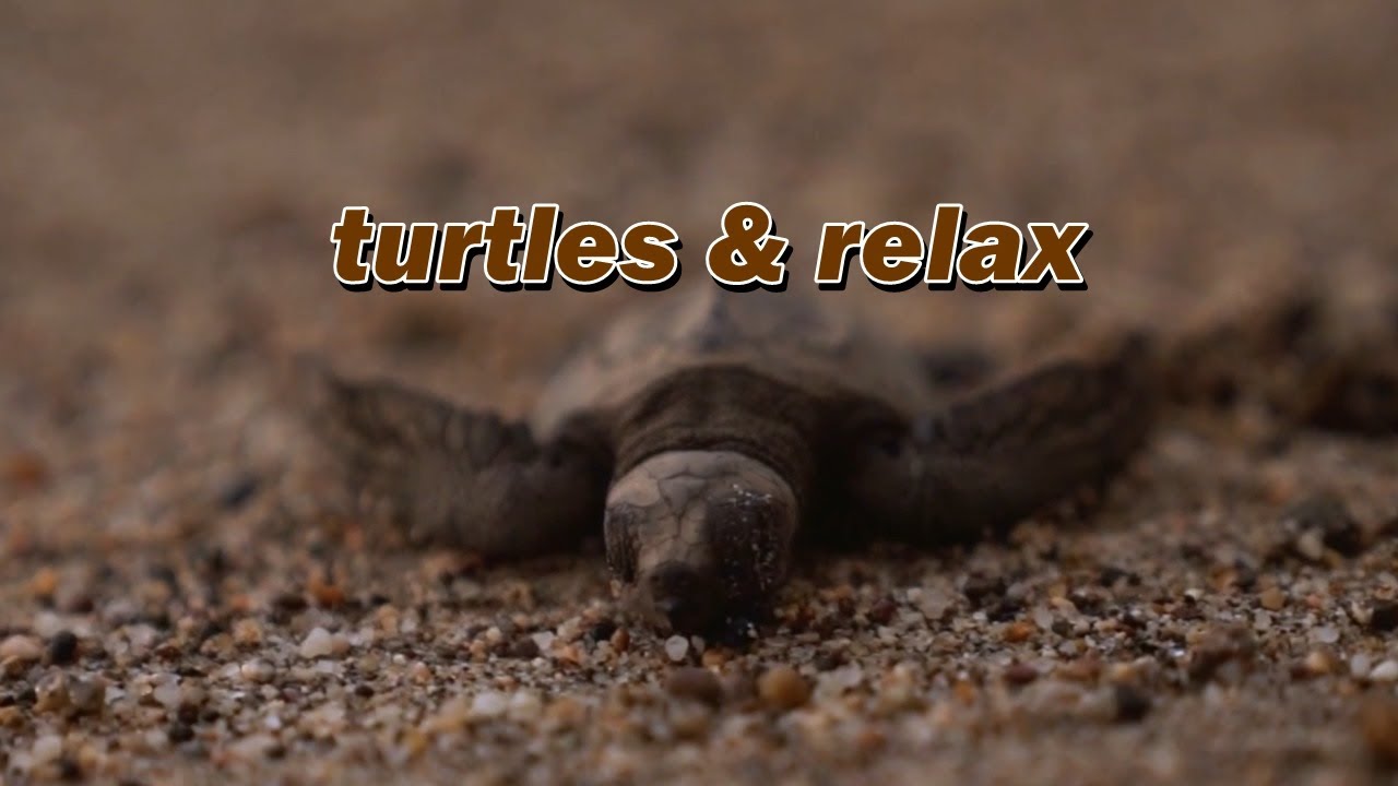 Turtles and piano relax music - for rest, relaxation, meditation - YouTube