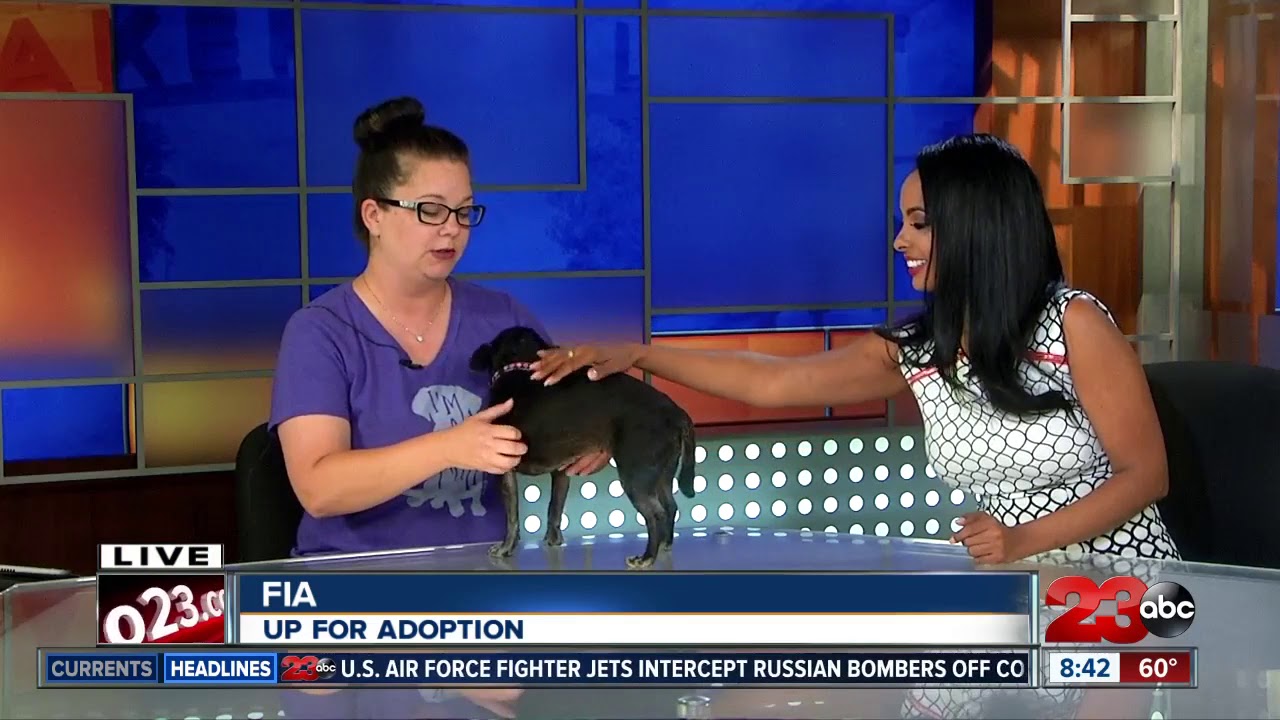 Meet our 23ABC Pet of the Week, Fia! - YouTube