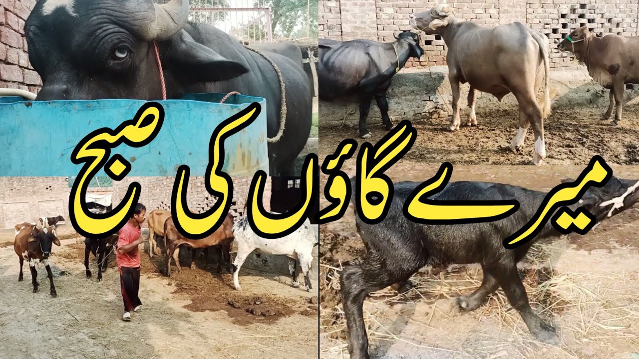 Pure Village Life in Pakistani Punjab | Village Lifestyle Vlog | Punjab ...