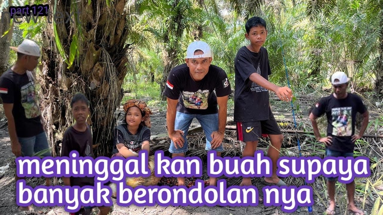 Part 121” meninggal kan buah supaya banyak berondolan nya - YouTube