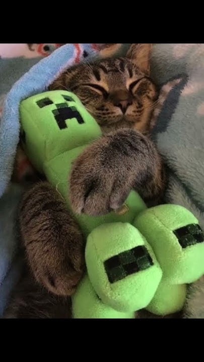 Adorable Minecraft Kittens With Minecraft Plushies Cute And Fun Youtube