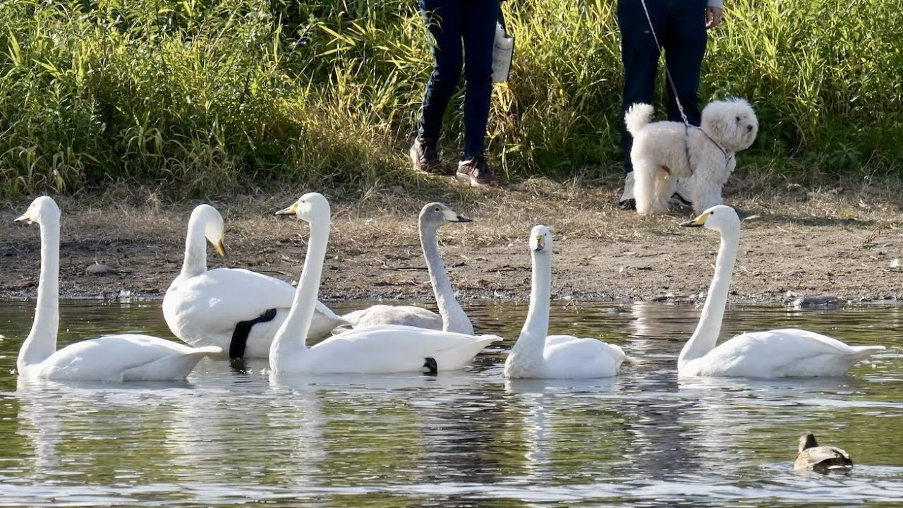 Swans, Ducks and a Dog with its Humans - YouTube