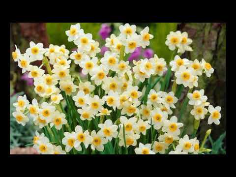 Nergis Çiçeği..