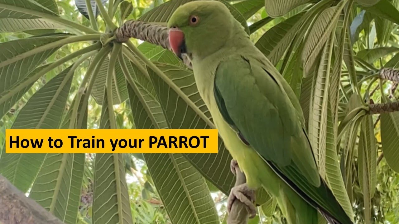 How to train your parrot|speaking parrot|smart parrot|talking parrot ...