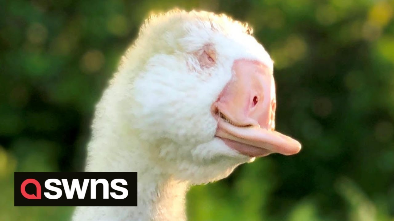 Rescued goose born with no eyes now lives a happy life | SWNS - YouTube