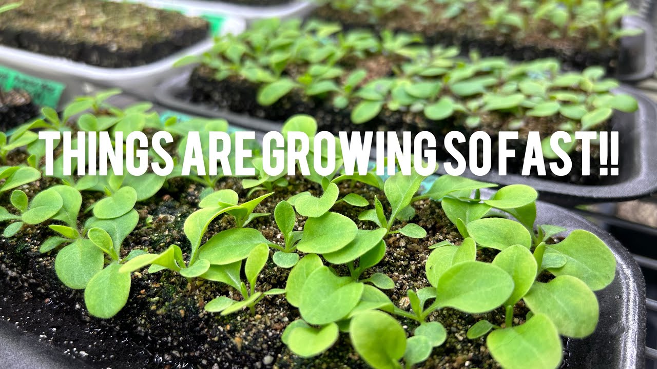 Things are Growing in the Grow Room!! - YouTube