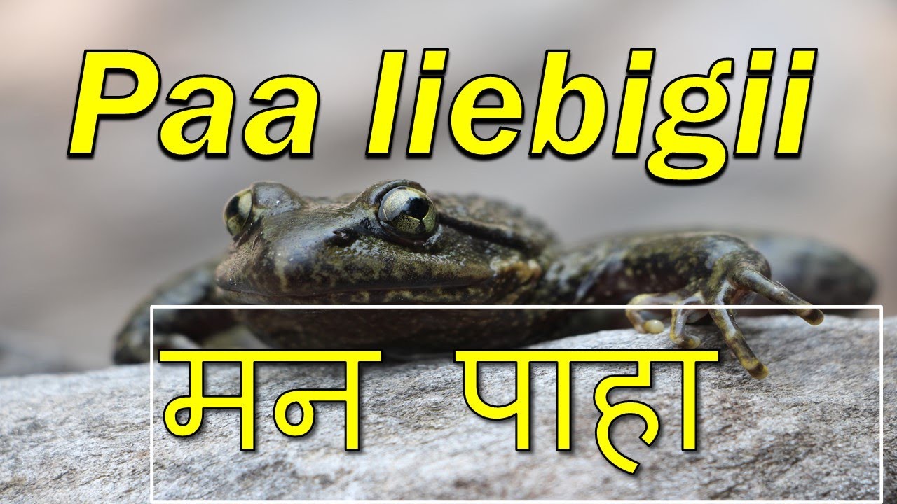 Man Paha (Paa liebigii) || Frog || Amphibian || Wildlife || Nepal ...