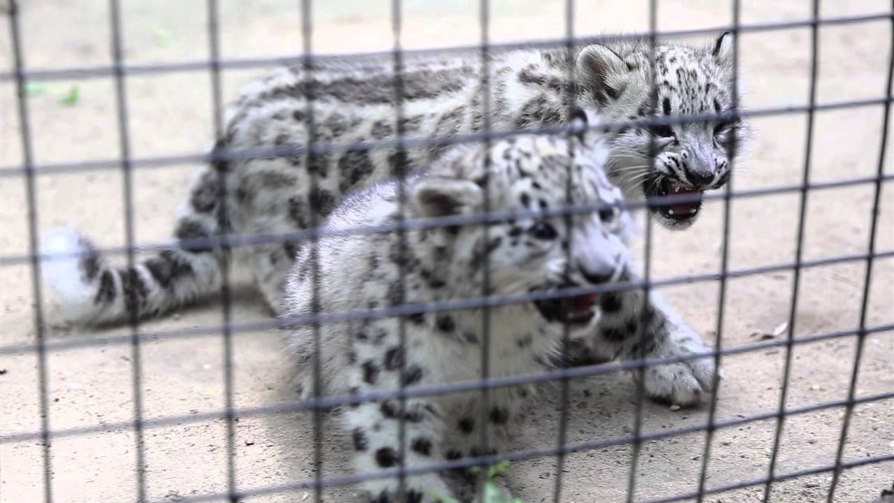 Cape May Zoo welcomes snow leopard cubs - YouTube