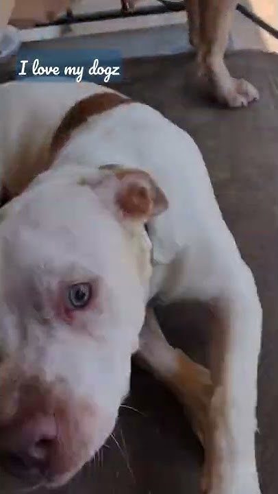 I love my dogz - YouTube