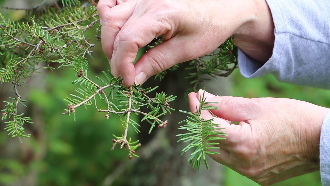 Lake County SWCD Forest Pests - YouTube
