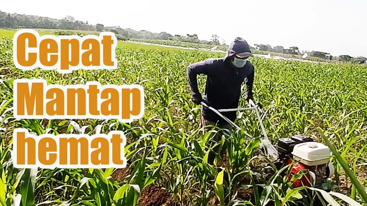alat dangir jagung modern,Kultivator quick hybrid - YouTube