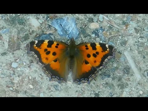 nymphalis xanthomelas 2 - butterflies of Greece - YouTube