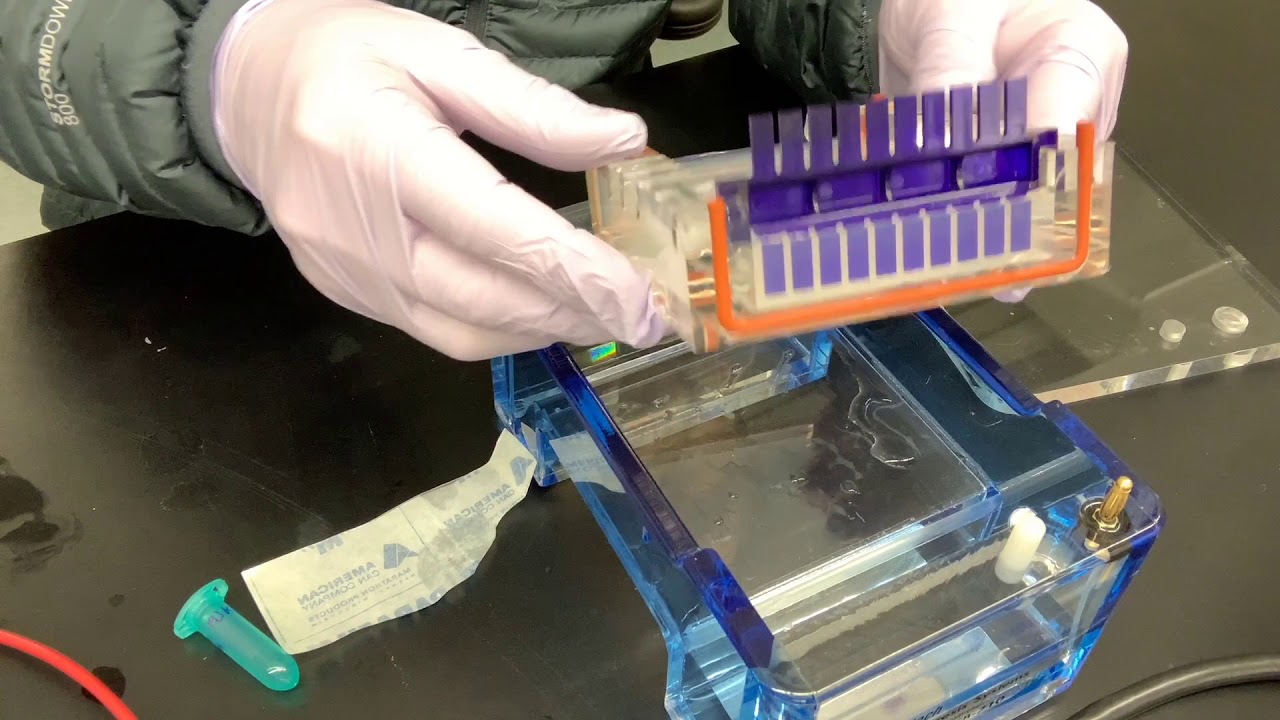 Agarose gel lab 4 - YouTube
