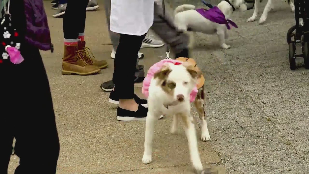3rd annual Paw Parade takes place Saturday, Oct. 8 - YouTube