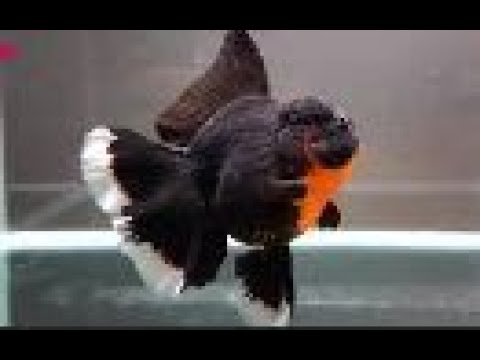 Apache goldfish - YouTube