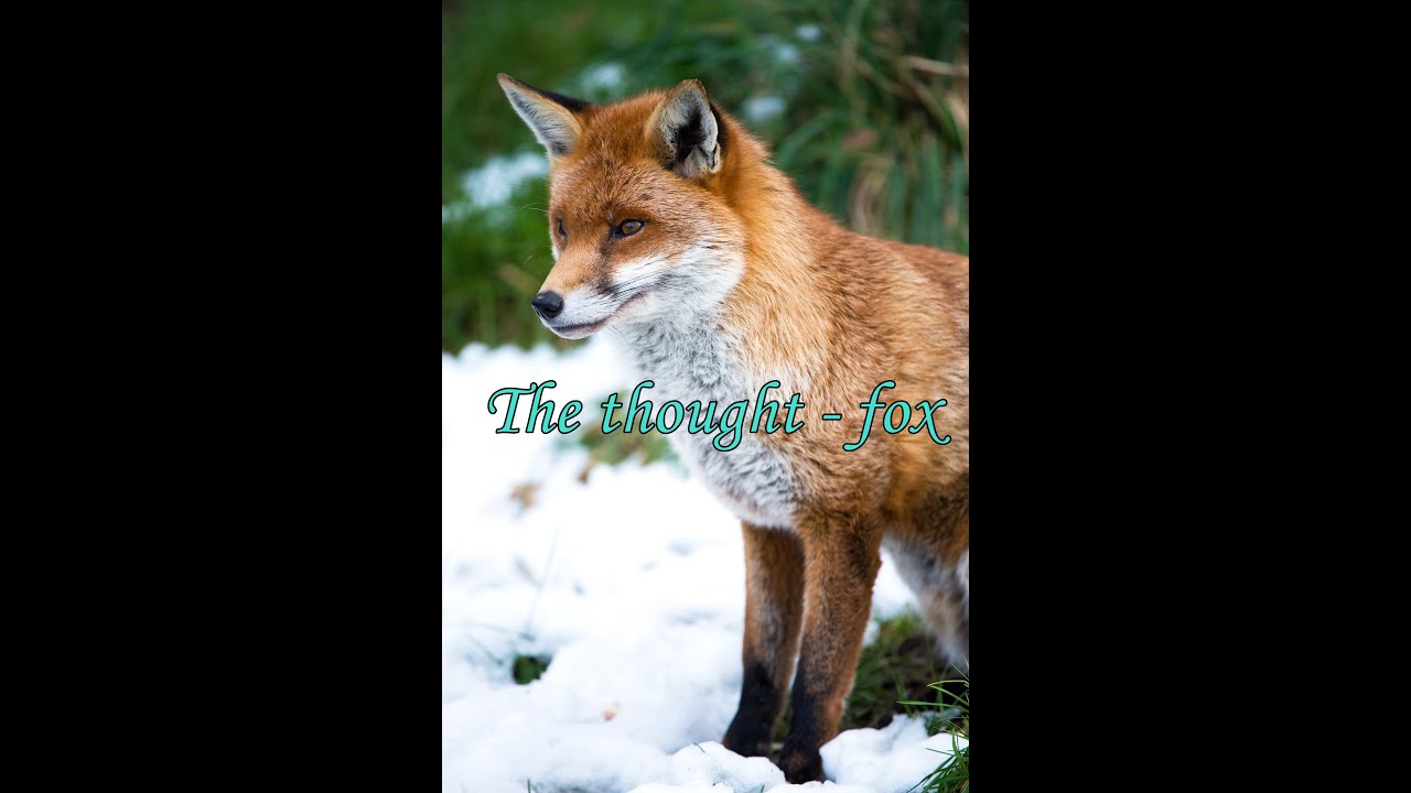 The Thought fox by Ted Hughes - YouTube