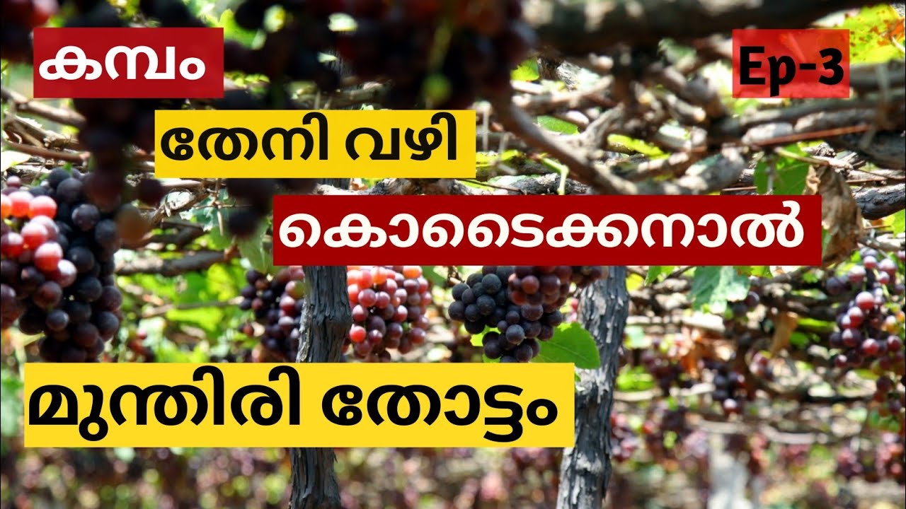Grape farm at Cumbum| മുന്തിരി തോട്ടം|കമ്പം,തേനി വഴി കൊടൈക്കനാൽ |Cumbum ...