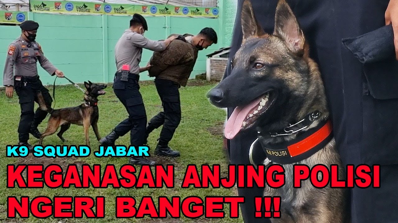 KEGANASAN ANJING POLISI - K9 SQUAD JAWA BARAT - YouTube