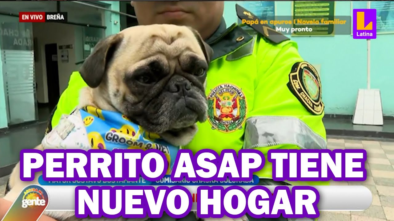 Comisaría Chacra Colorada logra adoptar a perrito maltratado Asap de ...