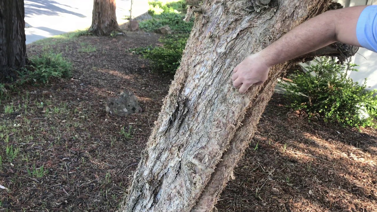 Flax-leaf Paperbark (Melaeauca linariifolia) - YouTube