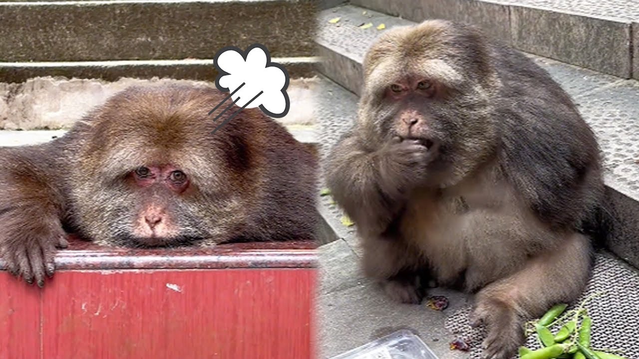 星星有情绪了，委屈地爬在门槛上The Stars Are In Mood, Crawling On The Threshold ...